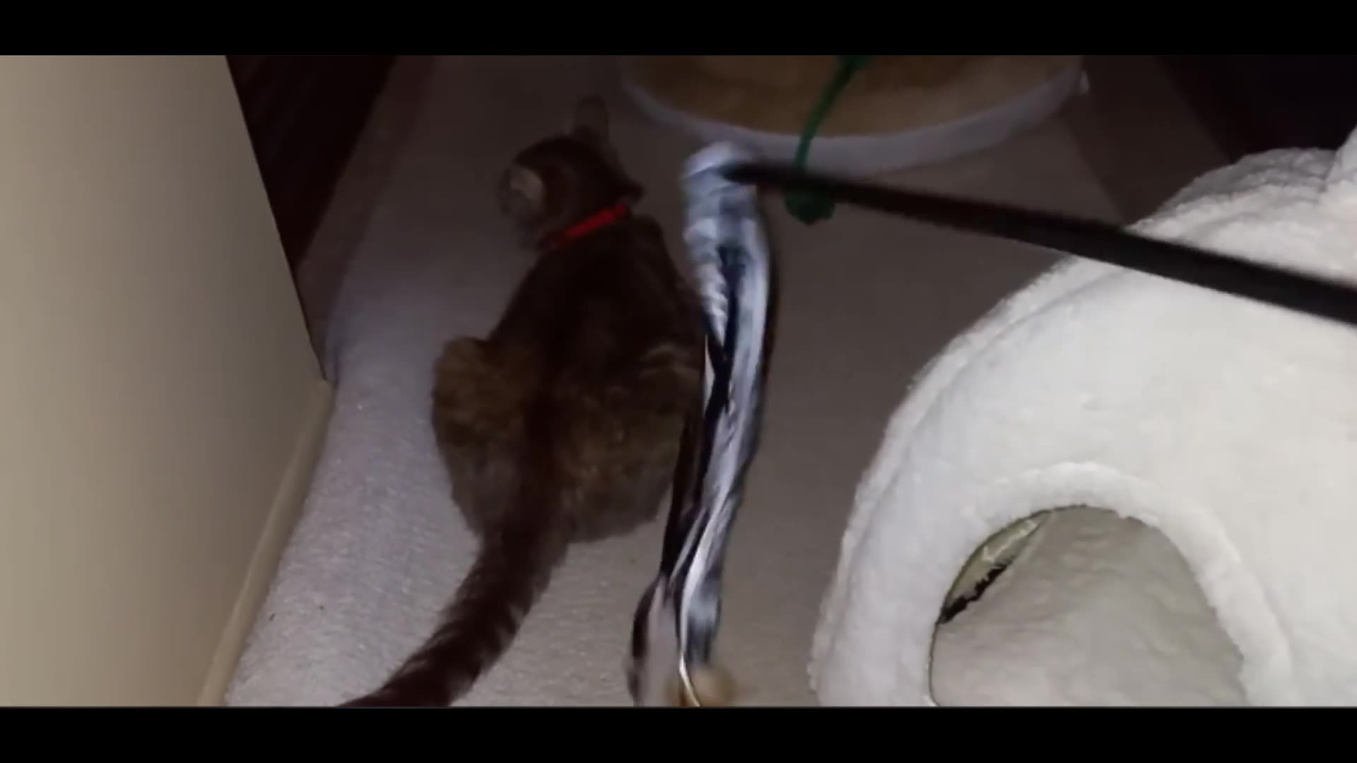 How The Cat Reacts Revealed When She Is Not In The Mood To Play With ...