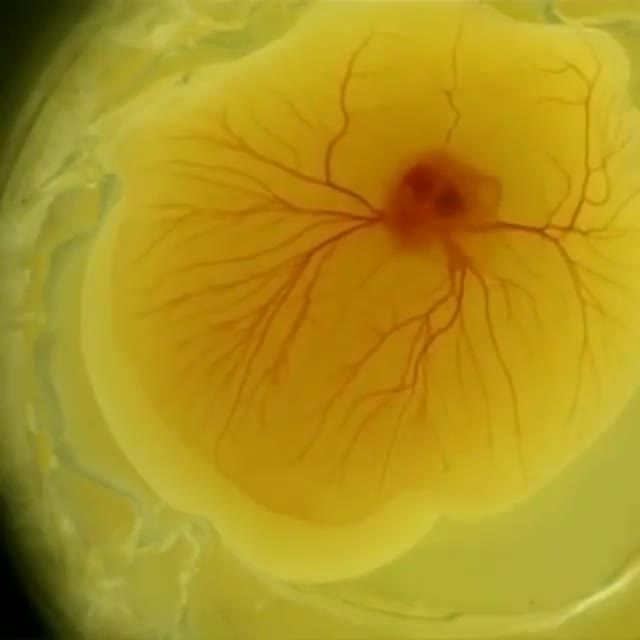 What happens under the shell of an egg, amazing nature!