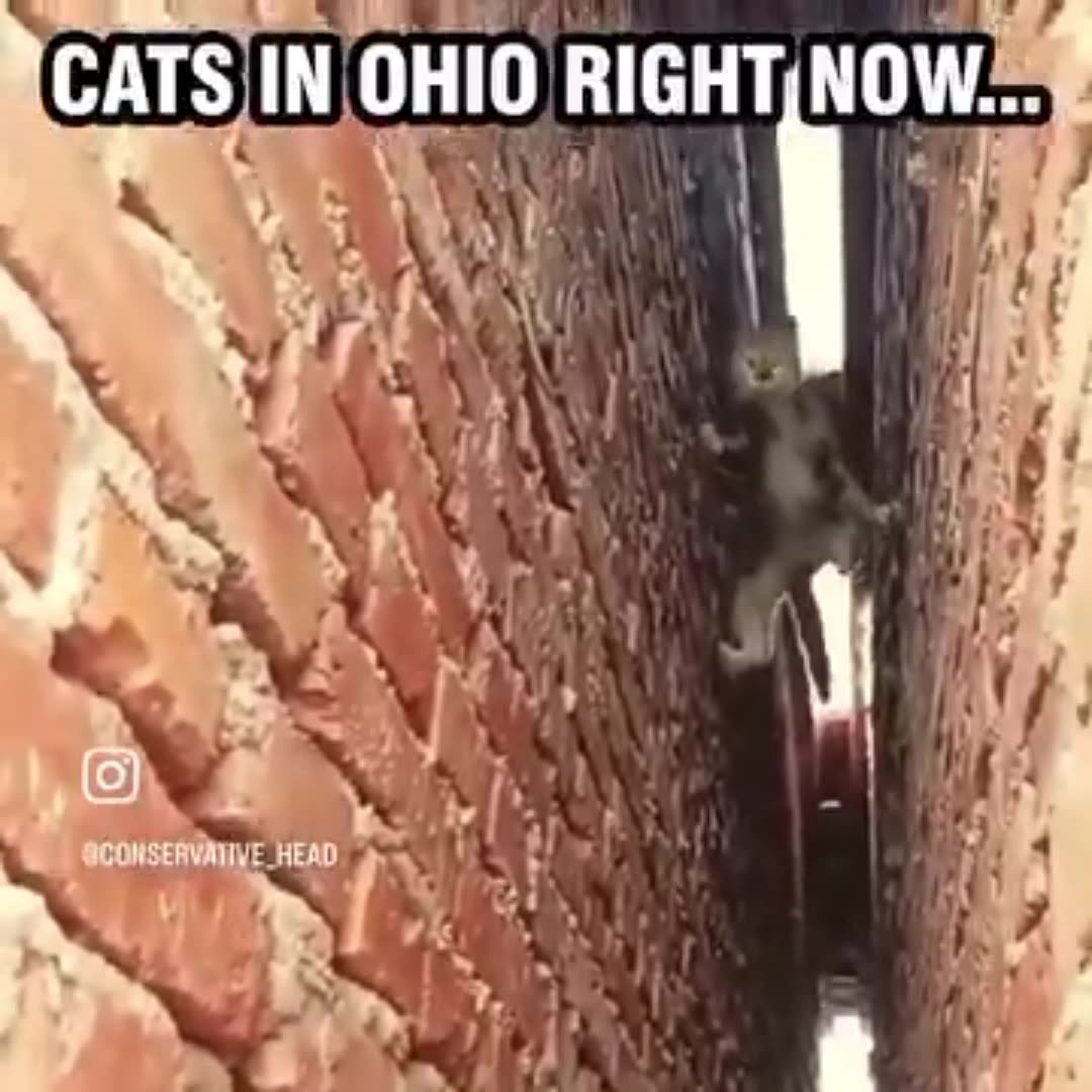 Cats in Ohio meme