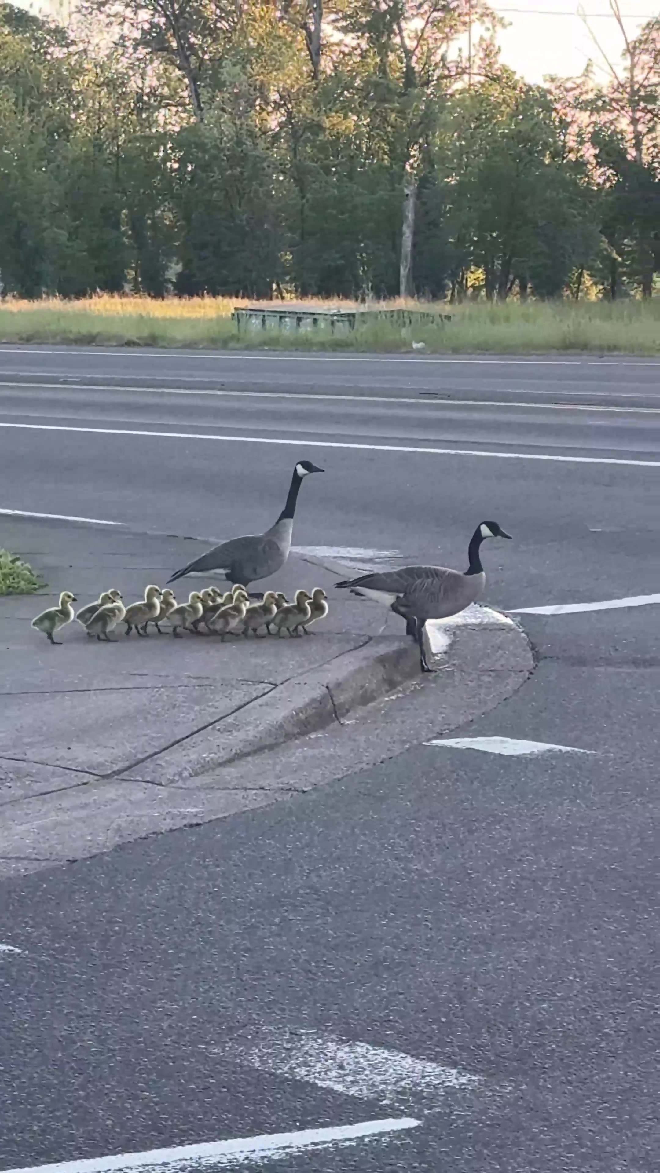 Canadian Goose Walk Chicks Across Freeway