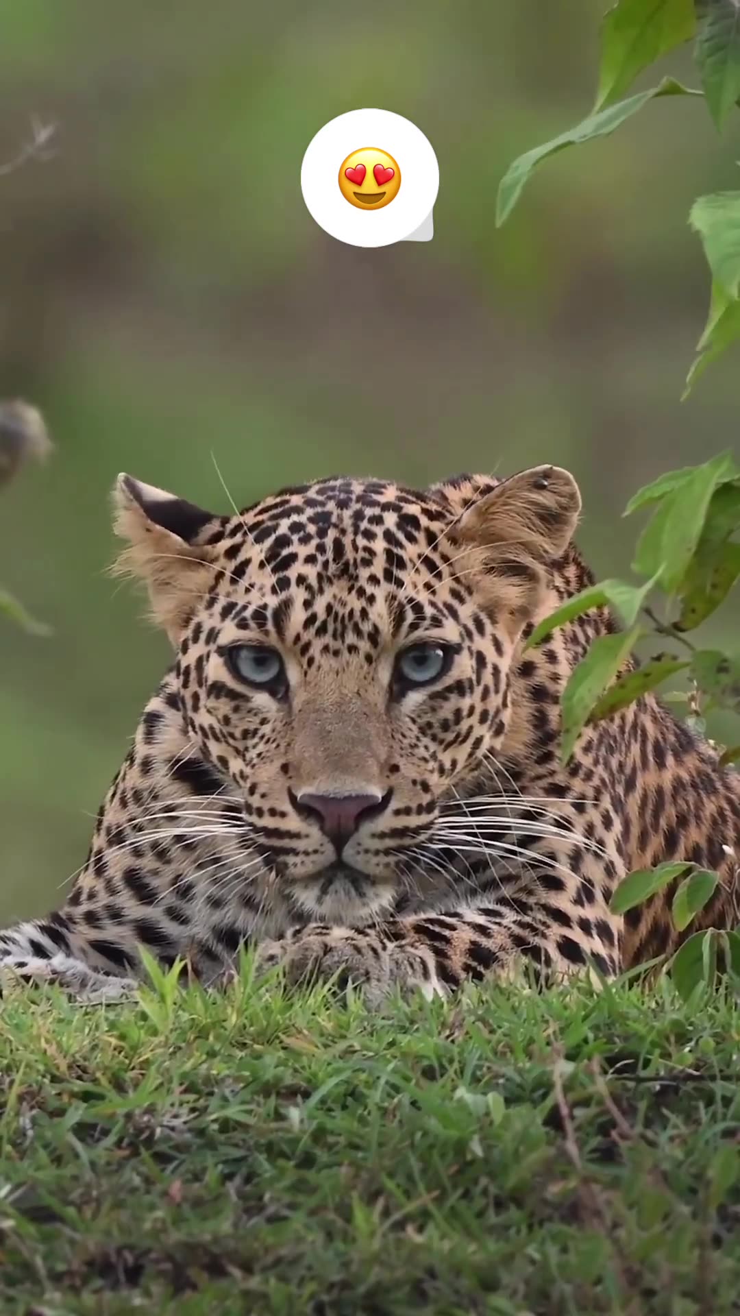 Great quality video of a beautiful leopard with a scary voice
