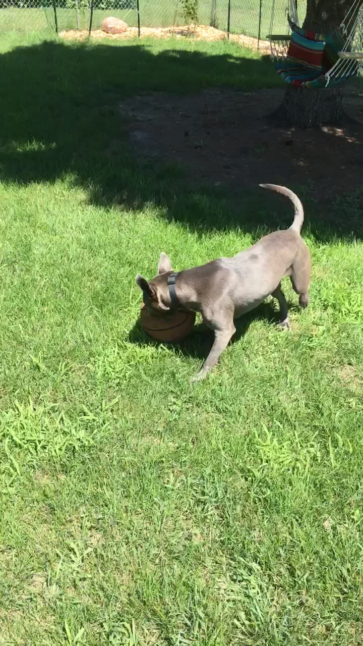 Biting basketball dog