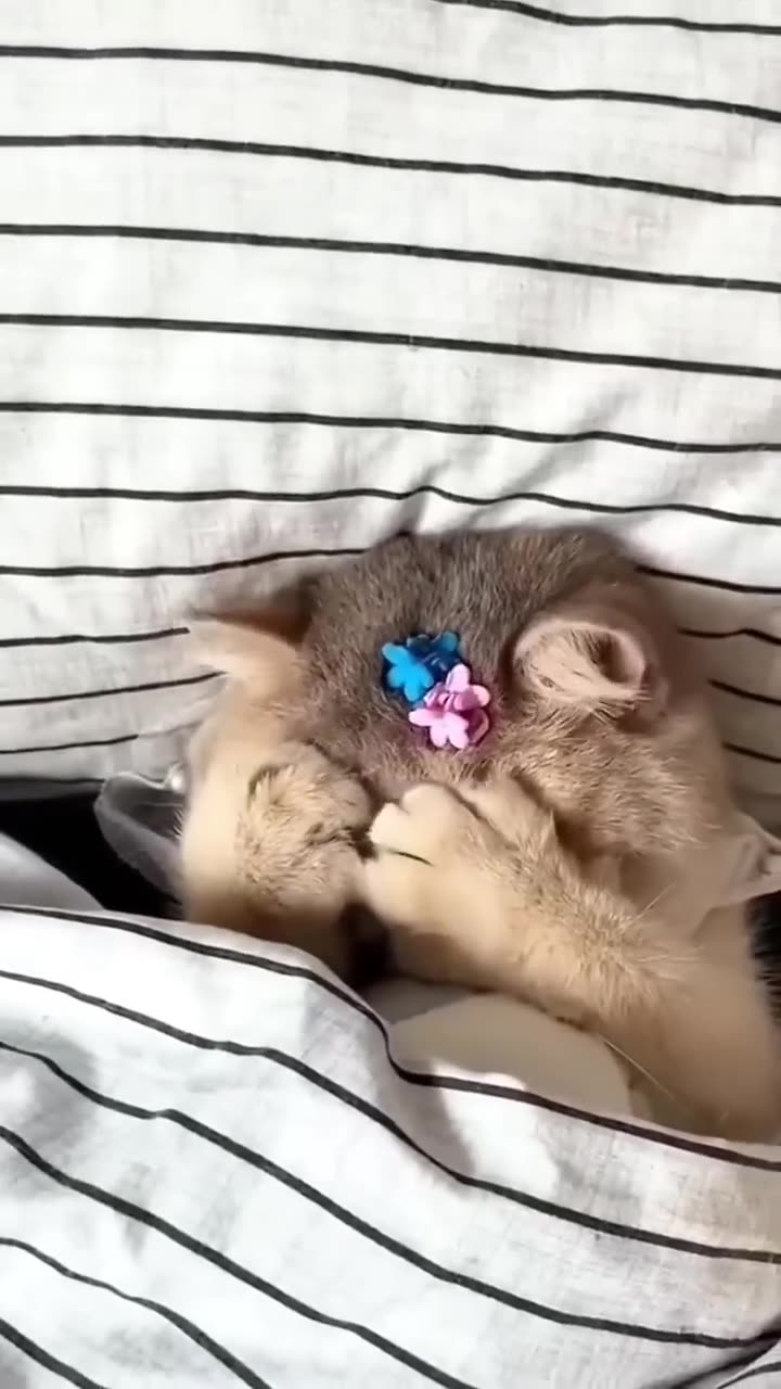 Cat videos cute cats kittens 😻🐾