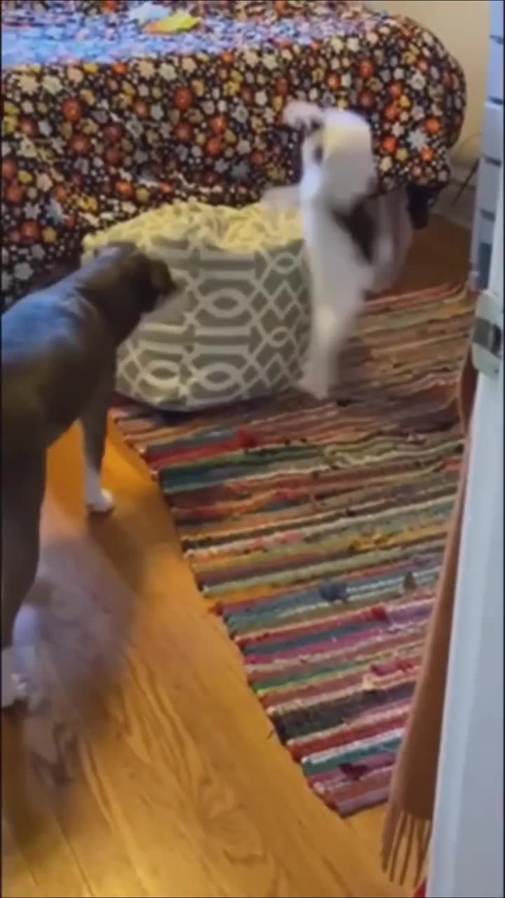 Ultimate Hilarious Animal Fails That Will Have You in Stitches! 🤣🐾 # ...