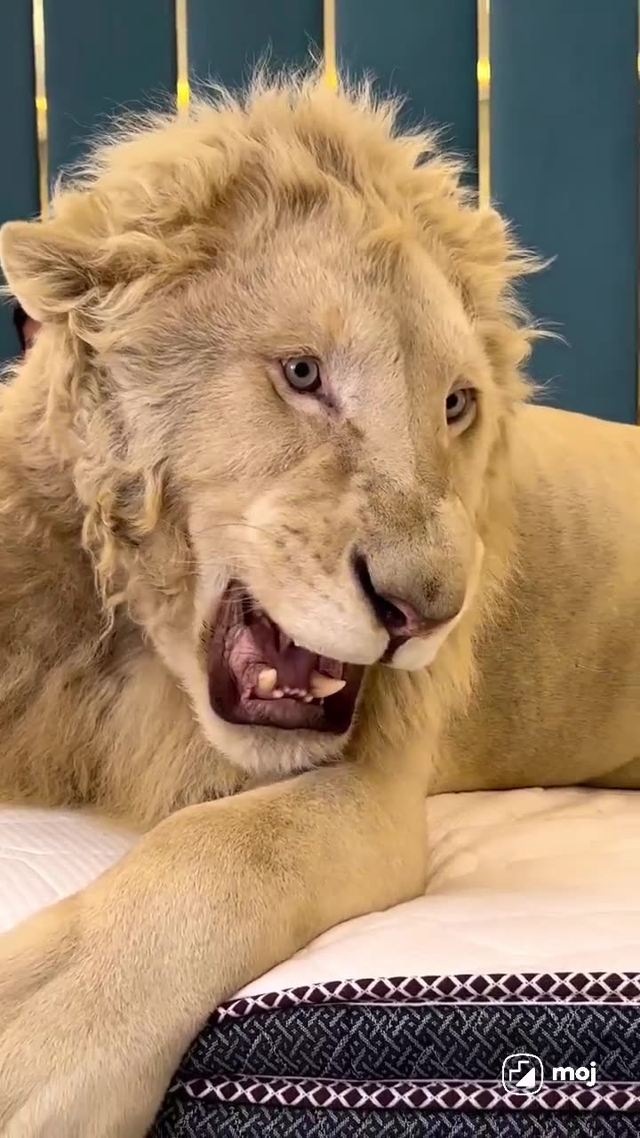 Dubai 🇦🇪 King 👑 Sheikh Nawab With White Tiger 🐯 Lion 🦁 White Tiger 🐅 # ...