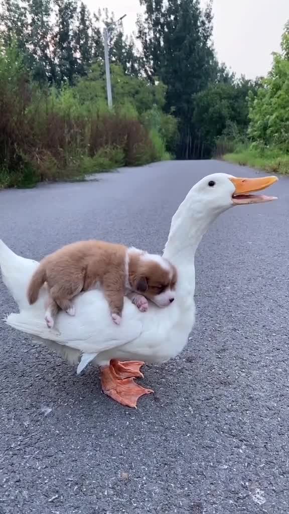 duck mother carrying a dog