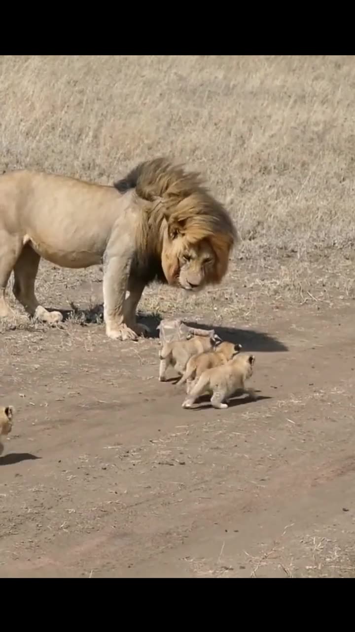 Cute lion cubs meet dad _- cute baby lion