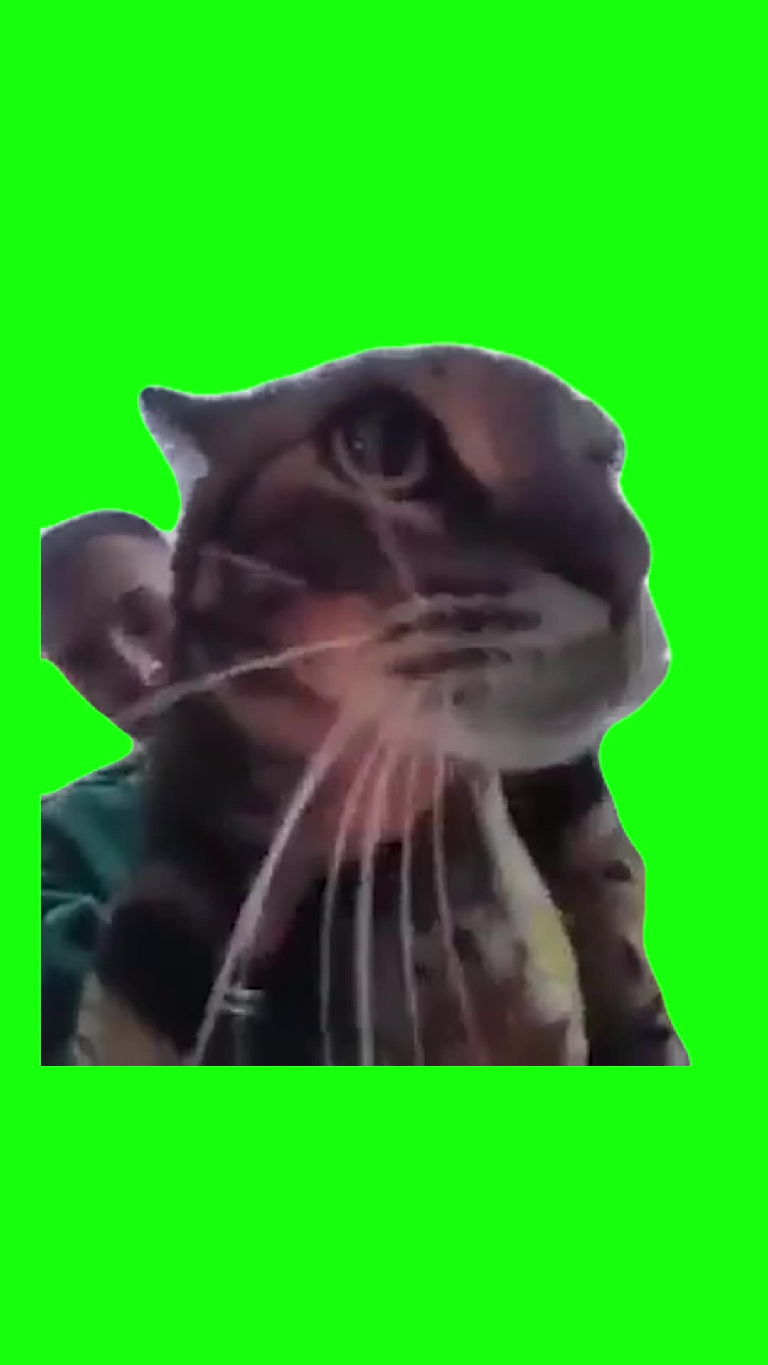 Ring Doorbell Cat Meow | Green Screen