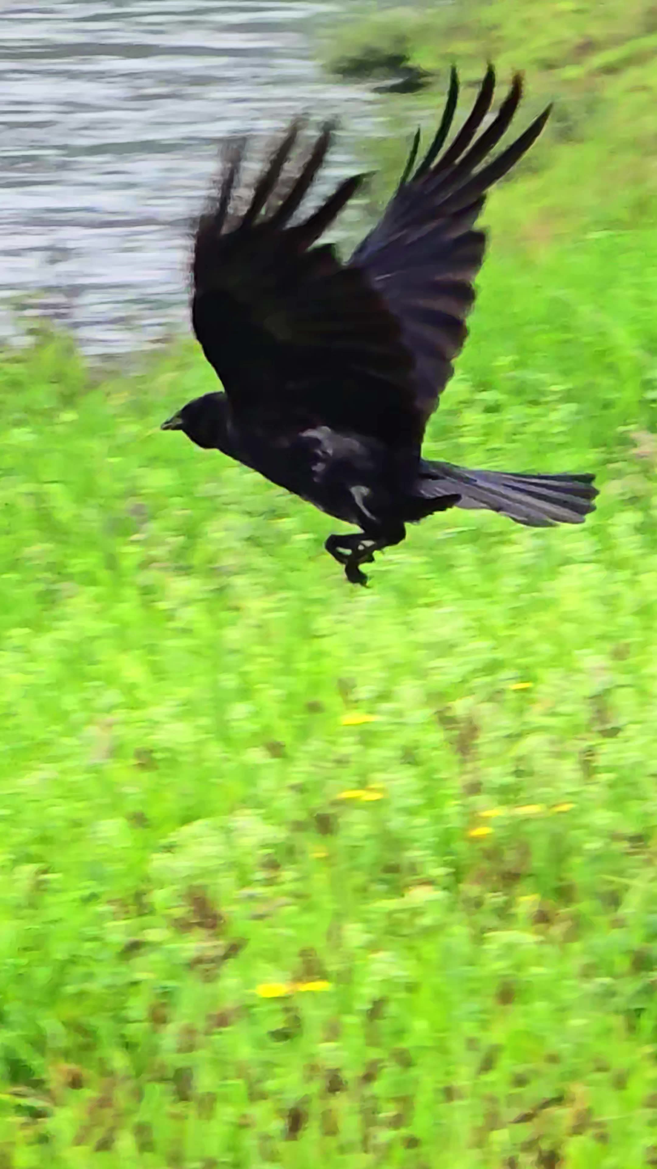 Raven in flight in slow motion / beautiful bird in flight.