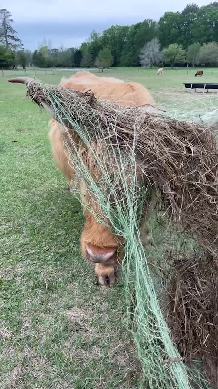 Highland Cow Is Not-So-Helpful Helper