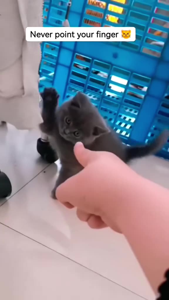 Cats Don’t Like Being Pointed At: Meme Compilation