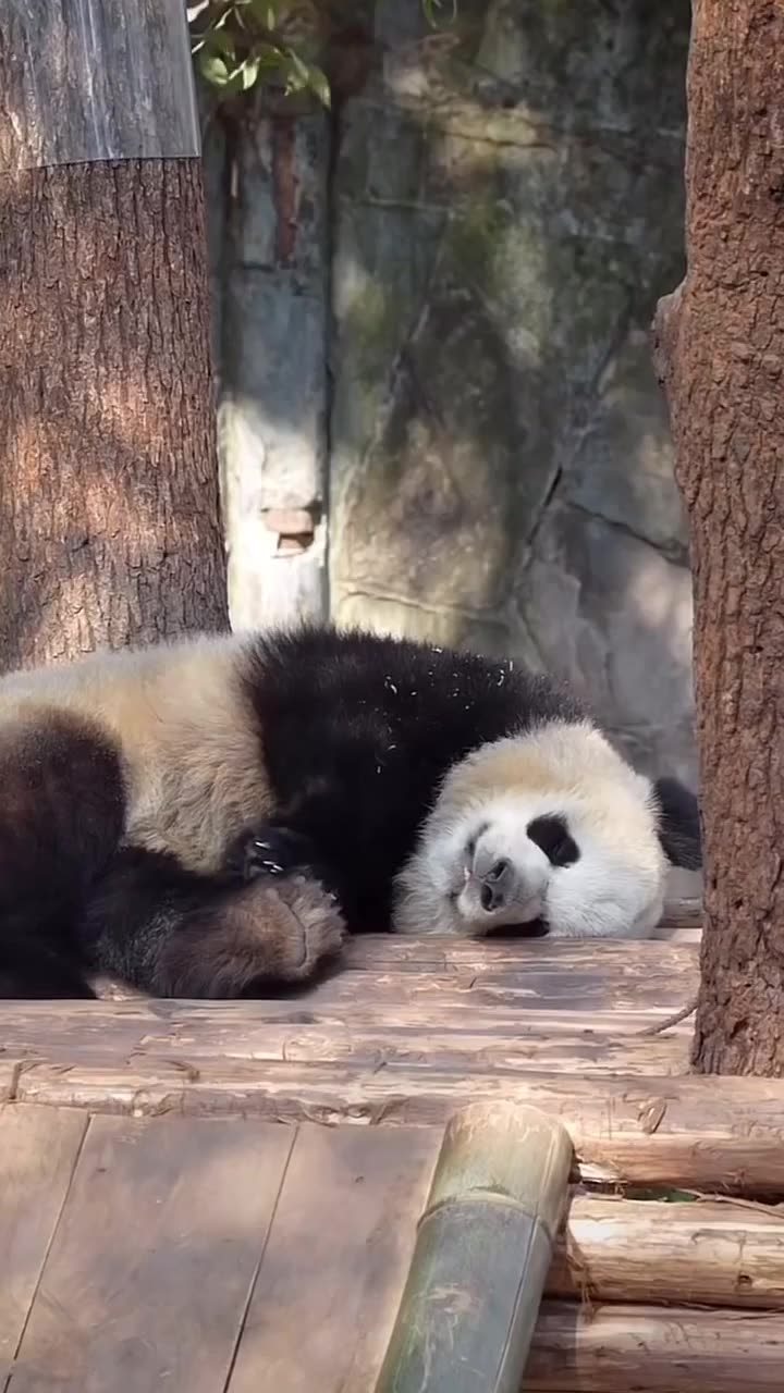Baby bear Panda shuts down from exhaustion 🤣