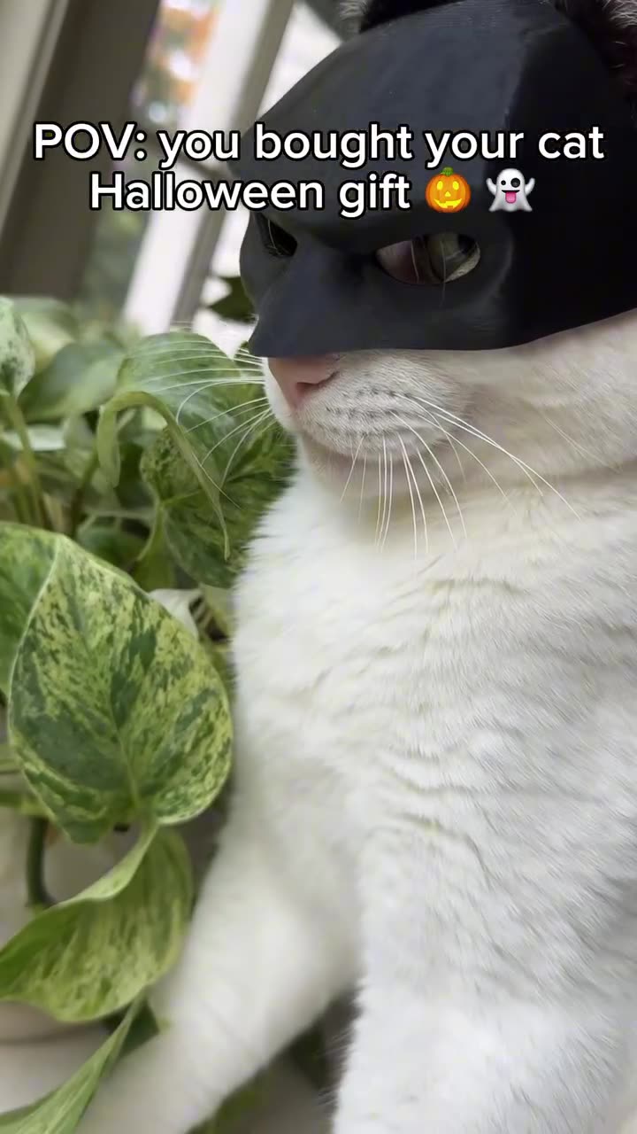 When Your cat became a Batcat