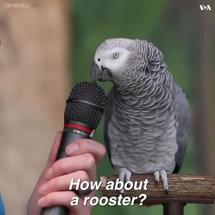 Talking Parrot