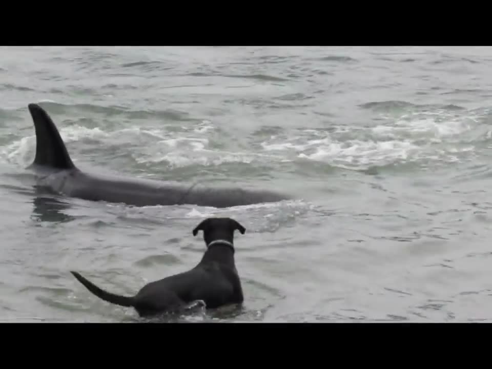 Orca encounter with diver and dog (Orcas at Matheson Bay, New Zealand)
