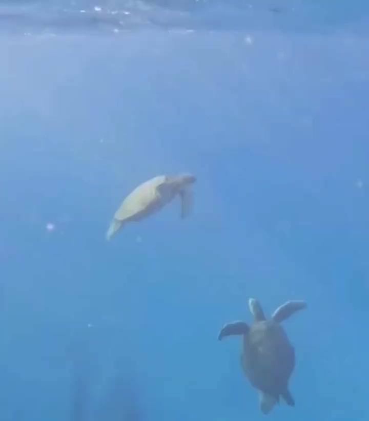 Sea turtles high-five each other in the ocean 😮