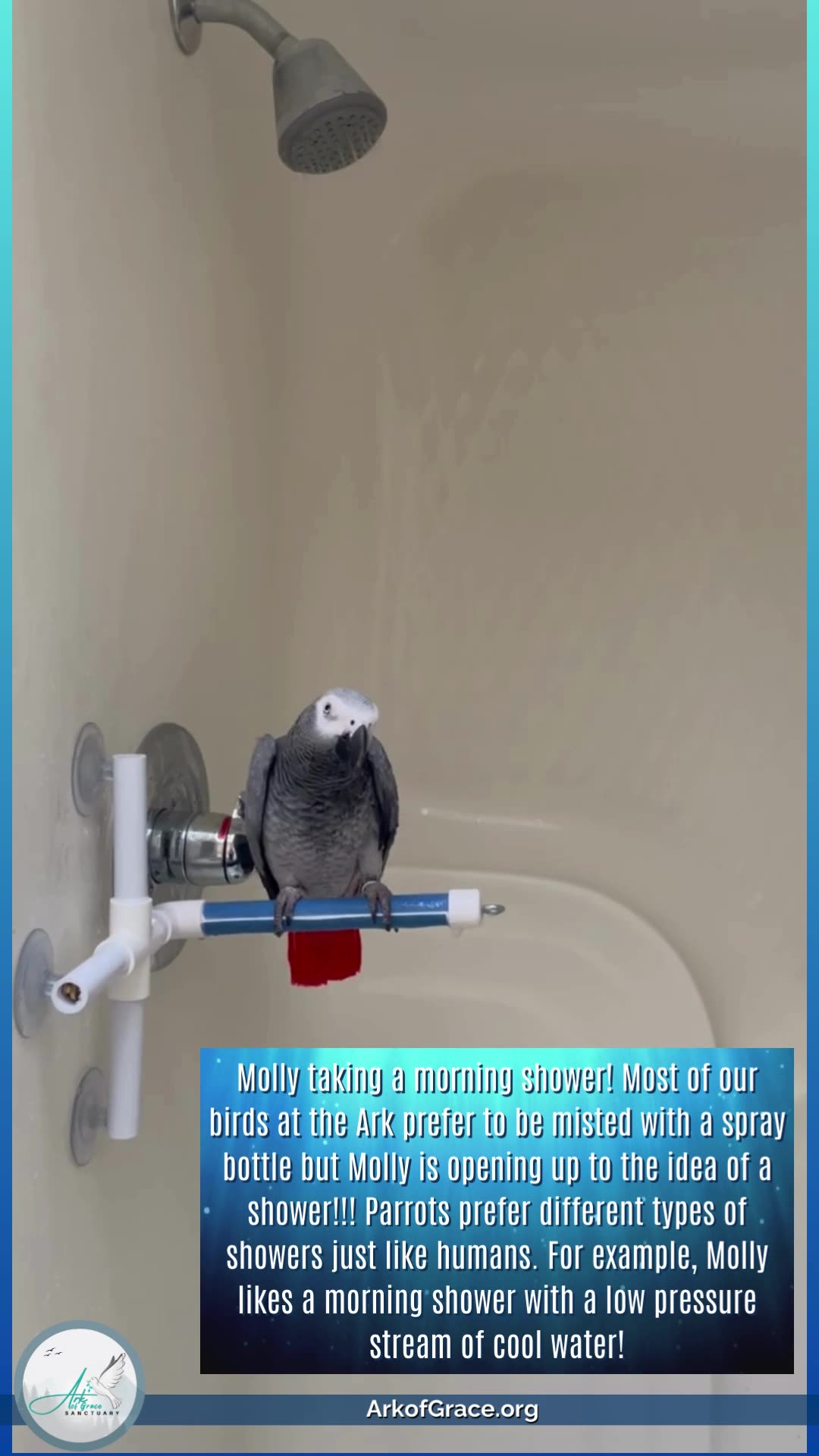 MOLLY'S MORNING SHOWERS