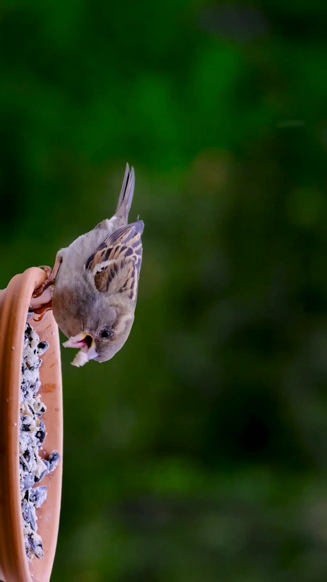 Cute Bird eating time #shots