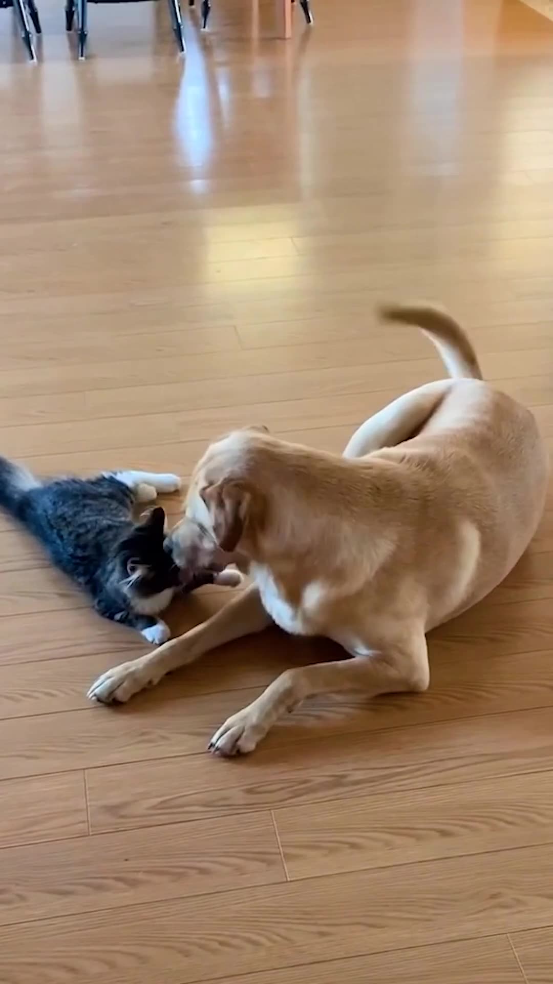 Adorable Kitten Dog Wrestle