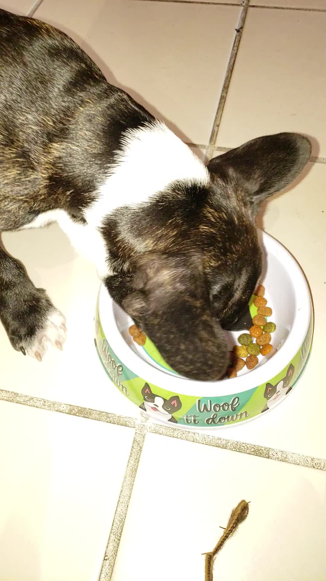 Hungry Frenchie Puppy