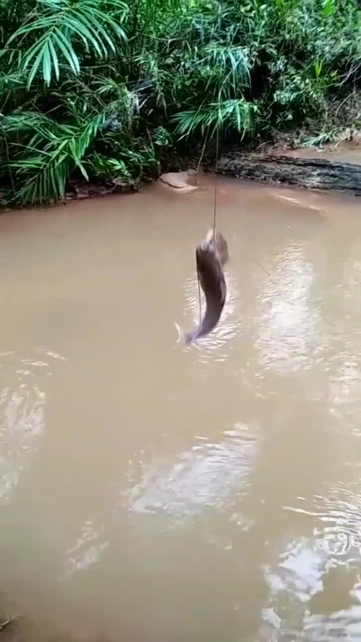 This is a beautiful and charming water-dwelling species