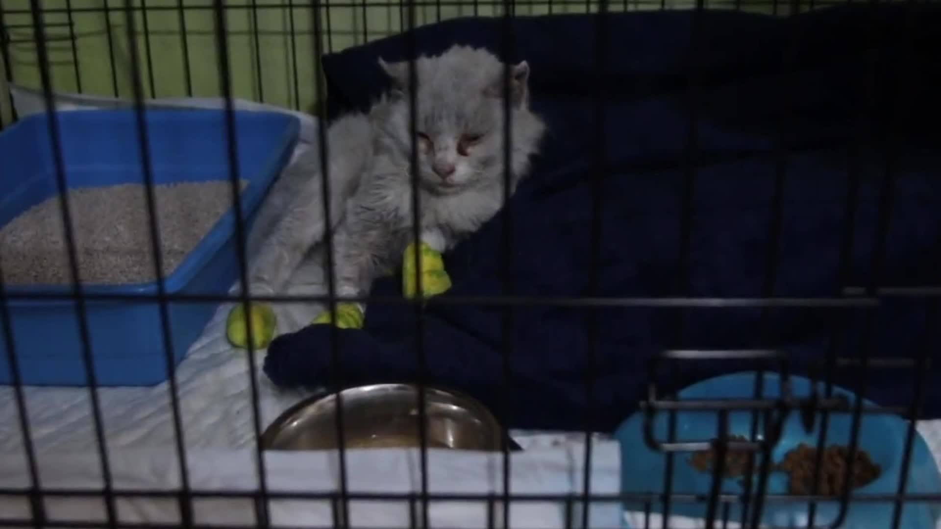 Badly Burnt Cat Called Magma Spent Weeks Wandering Around Spanish ...