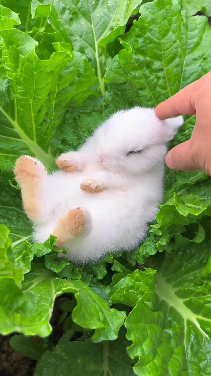A cute little rabbit that can't be woken up