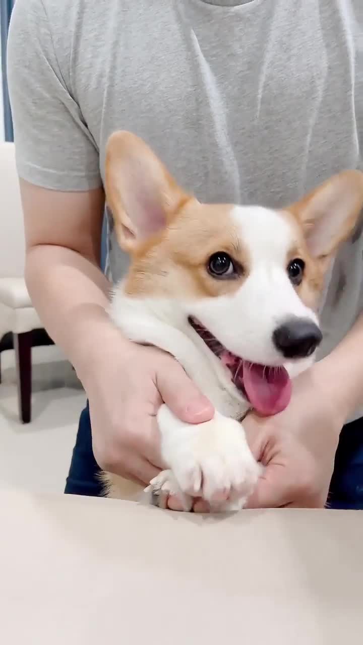 Here is pawson dance tutorial 🐕🐕