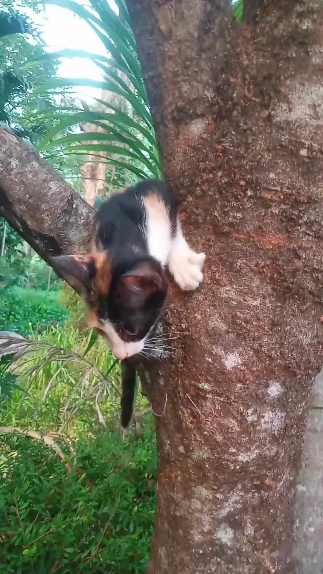 Funniest Cat Ever! This Hilarious Cat Video Will Make You Laugh in Seconds