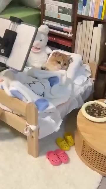 Wata cat life amazing style of cats