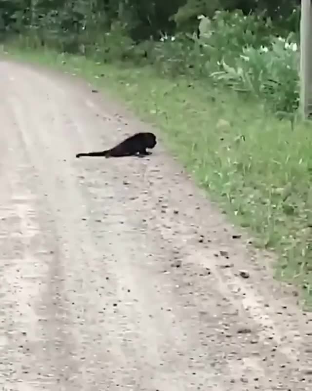 Monkey jump fail must watch and rare video