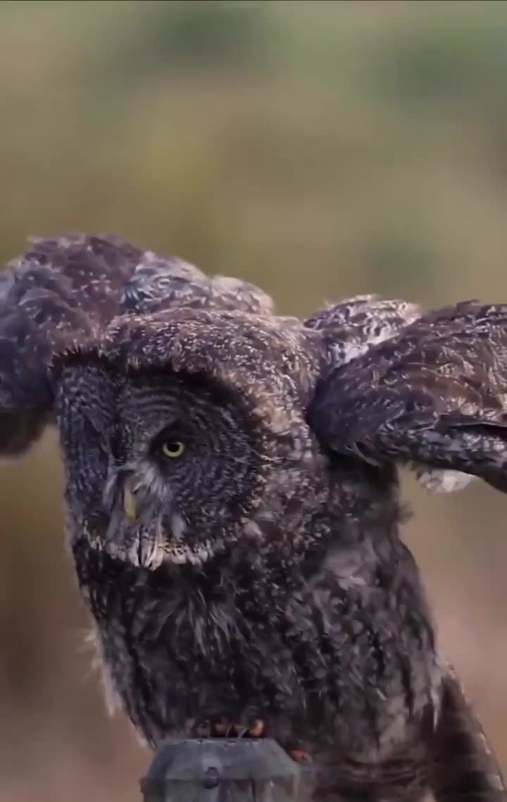 Great Gray Owl Hunts For Rodents In A Field