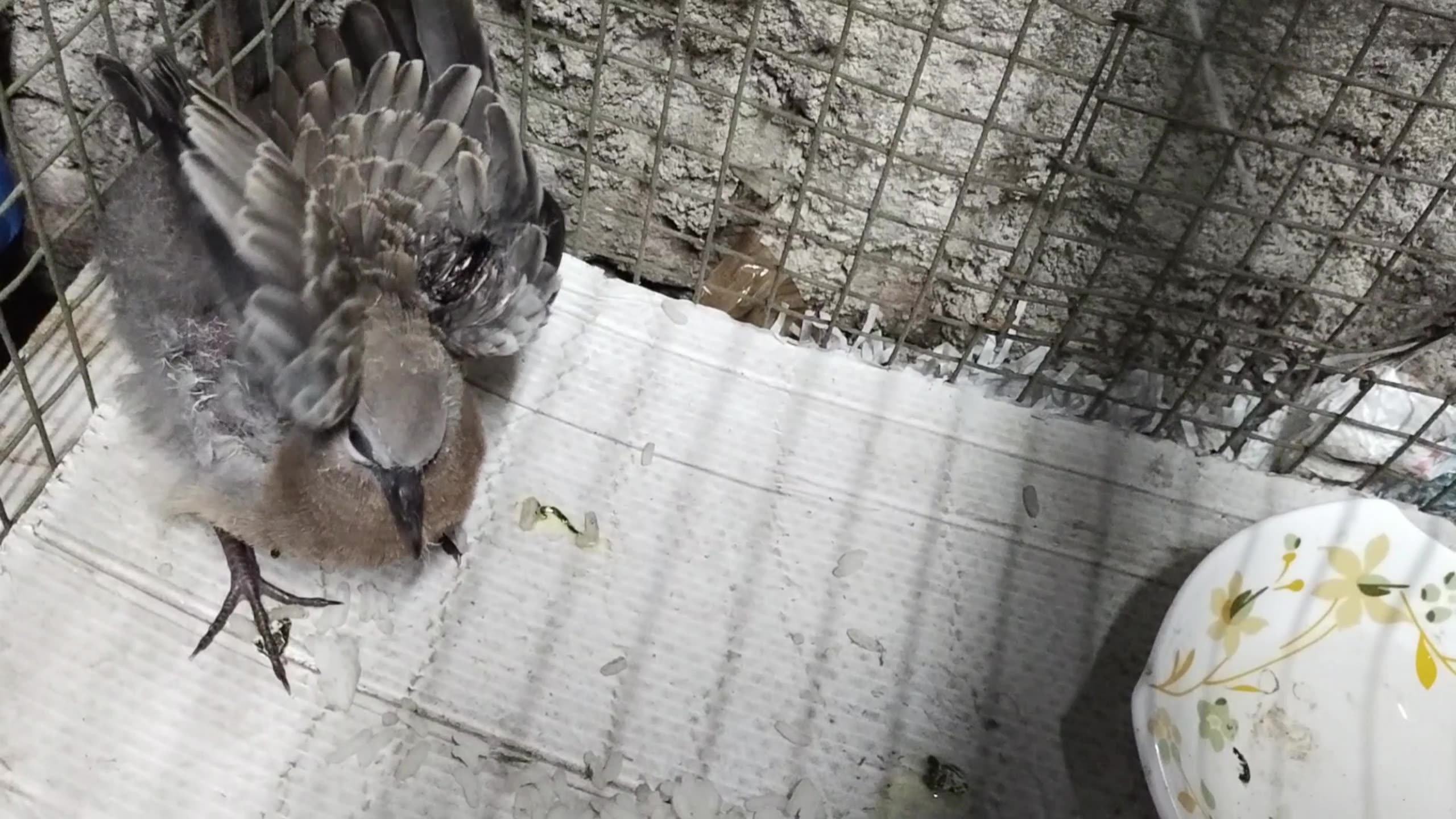 Hands up popo #birds #video #vairal