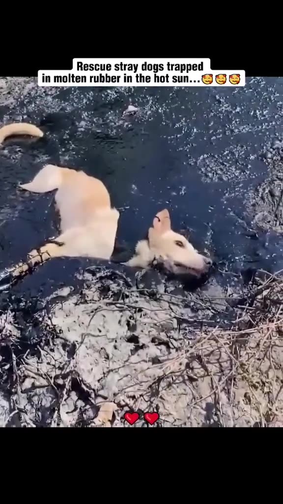 Rescue stray dogs trapped in molten rubber in the hot sun