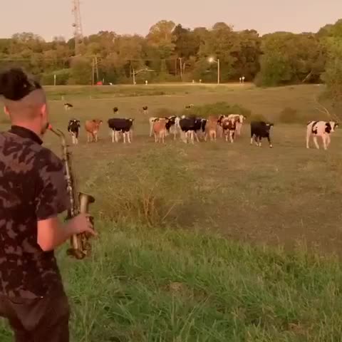 Field Of Cows Rush Over To Listen To Saxophone Solo