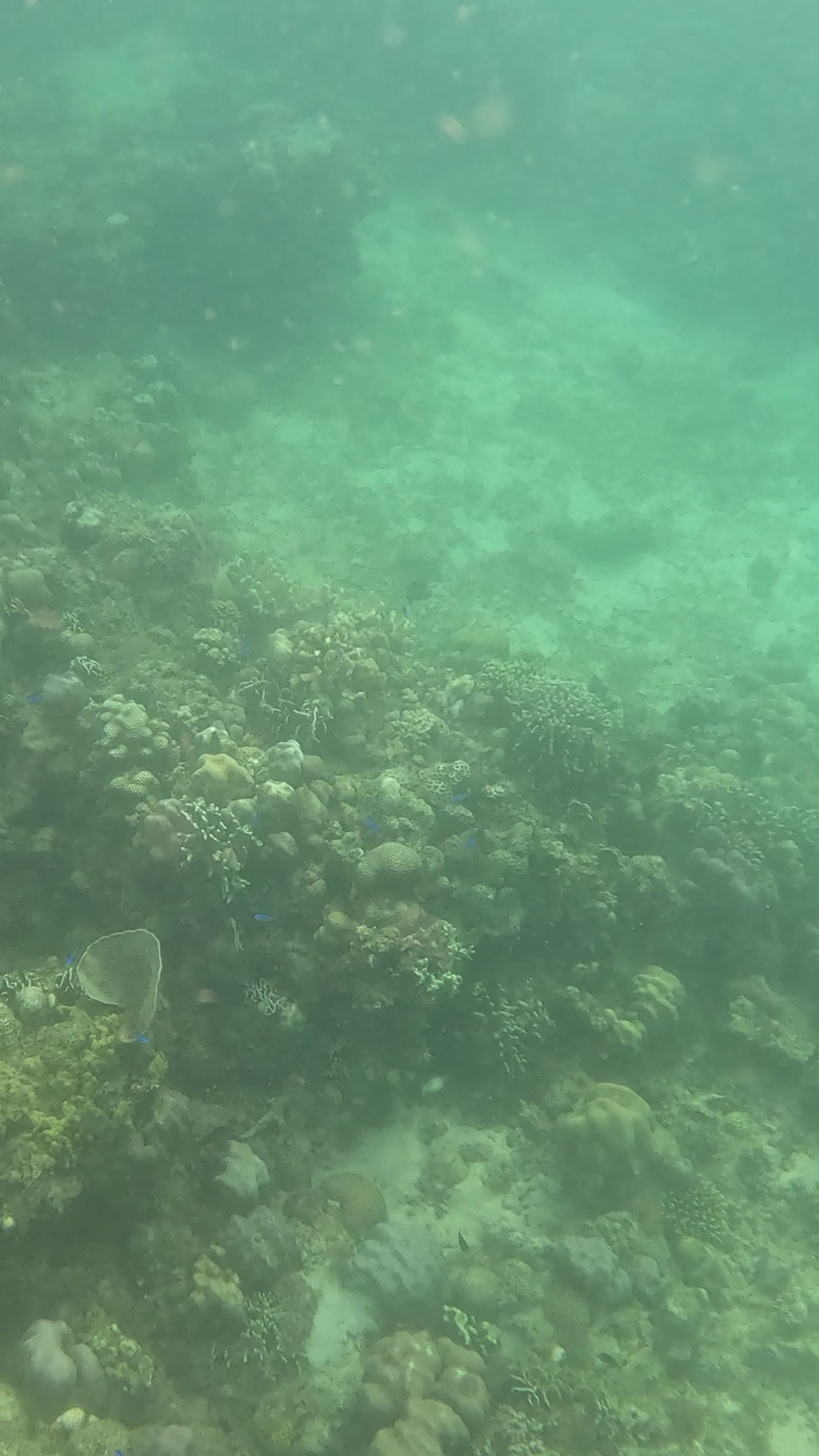 Snorkeling Adventures Philippines. Wow check out the bright blue fish ...