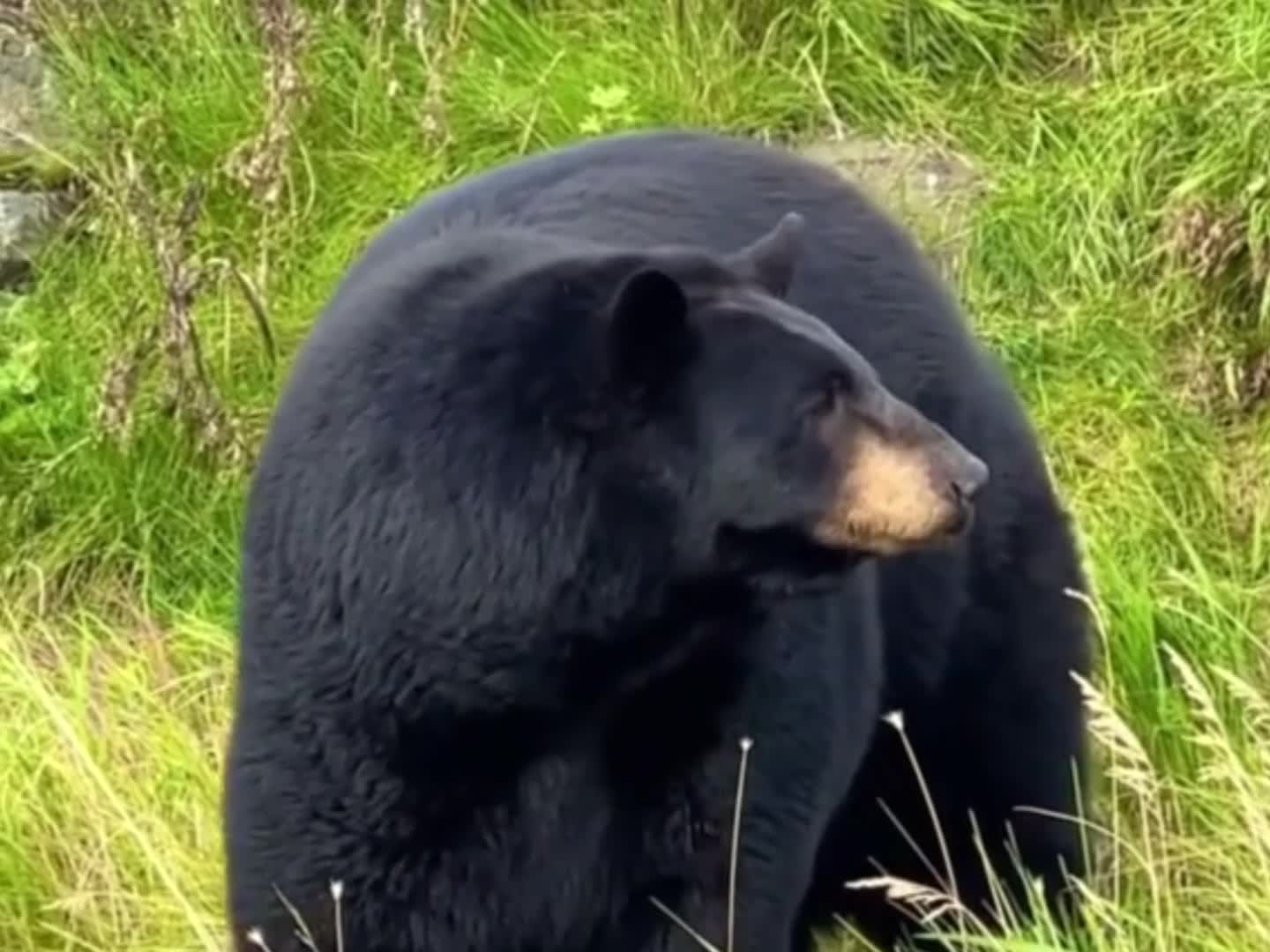 This black bear looks so strong