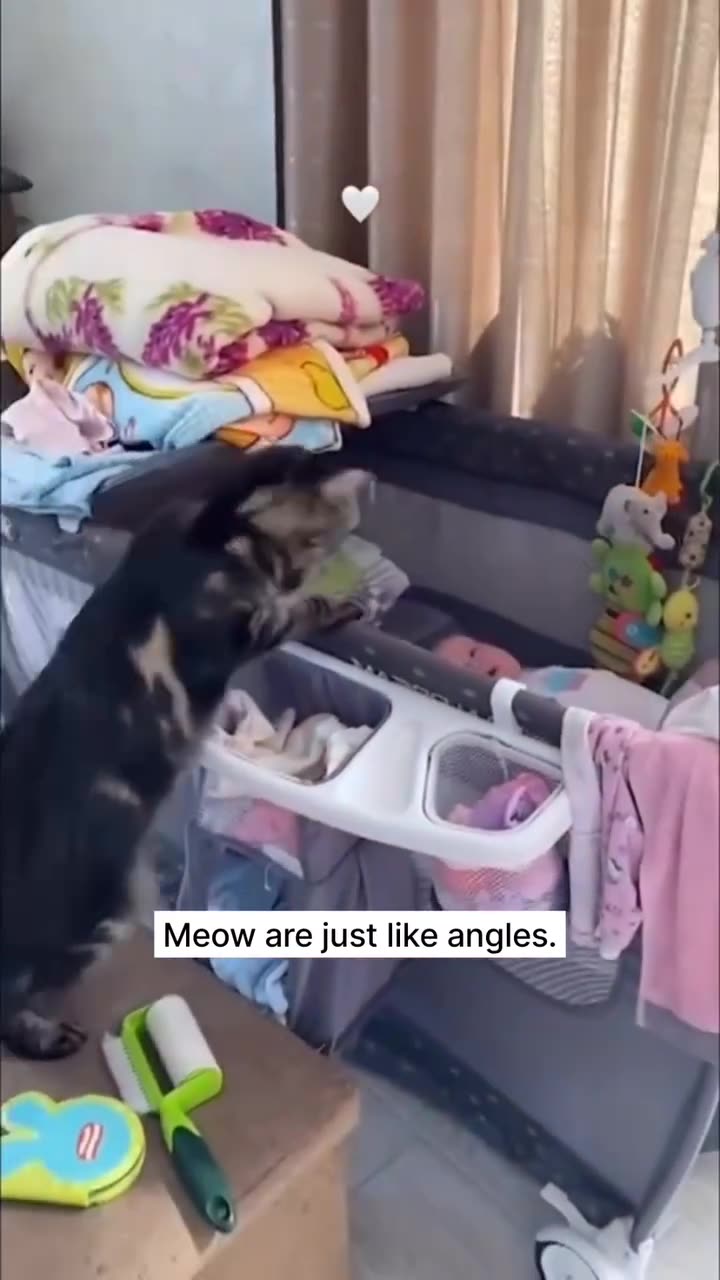 Angel Meow😇😺🐾