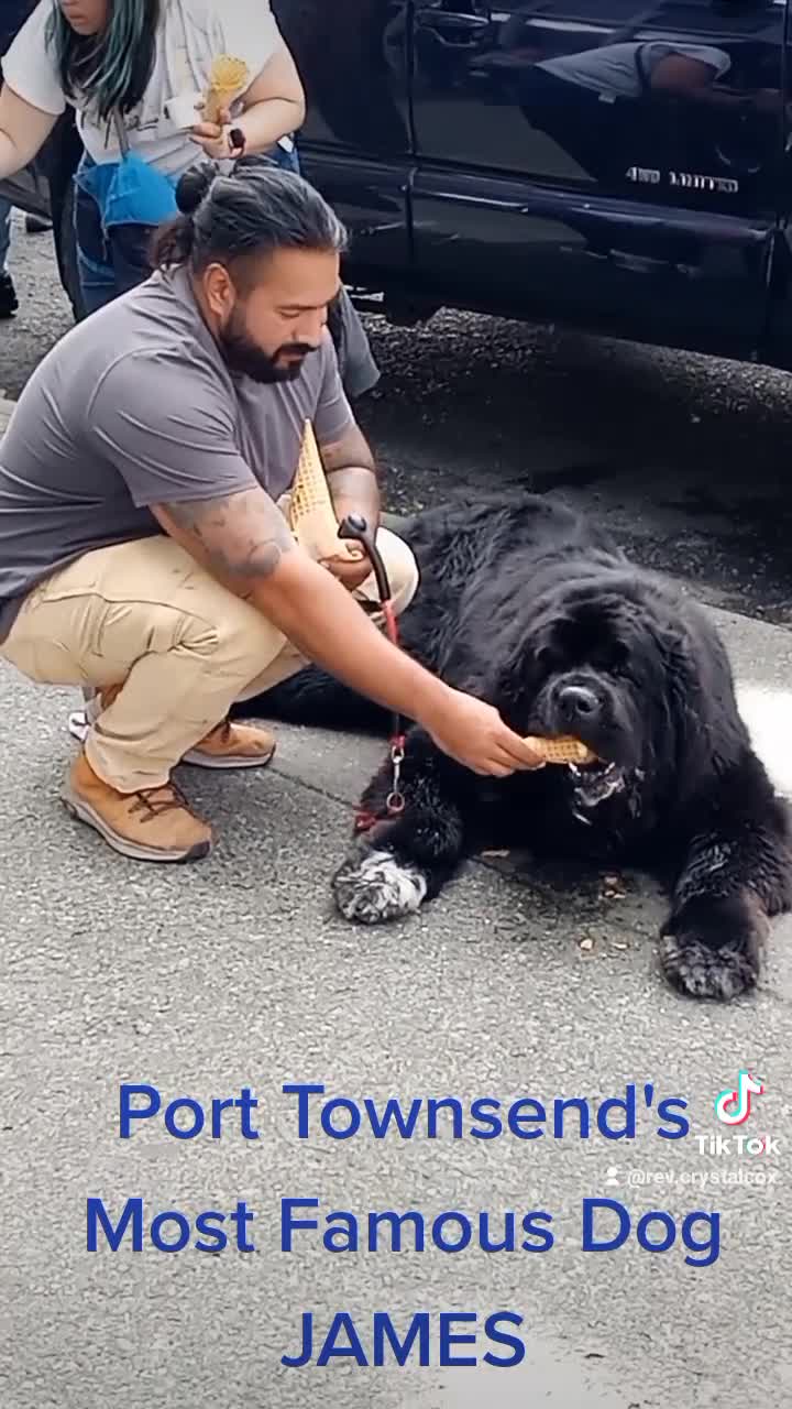 Port Townsend’s Most Famous Dog JAMES Enjoying Elevated Ice Cream. # ...