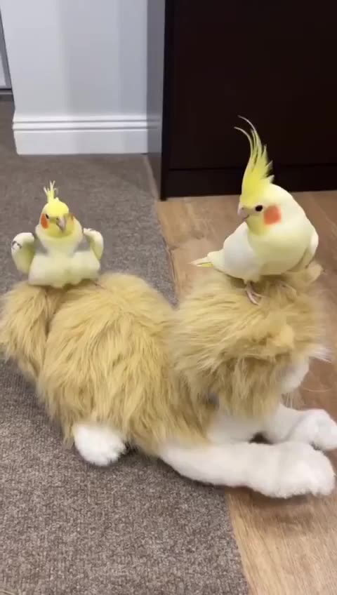 Adorable Cockatiel's Hilarious Playtime Antics | Cute Bird Video