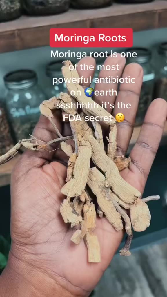 Moringa Roots