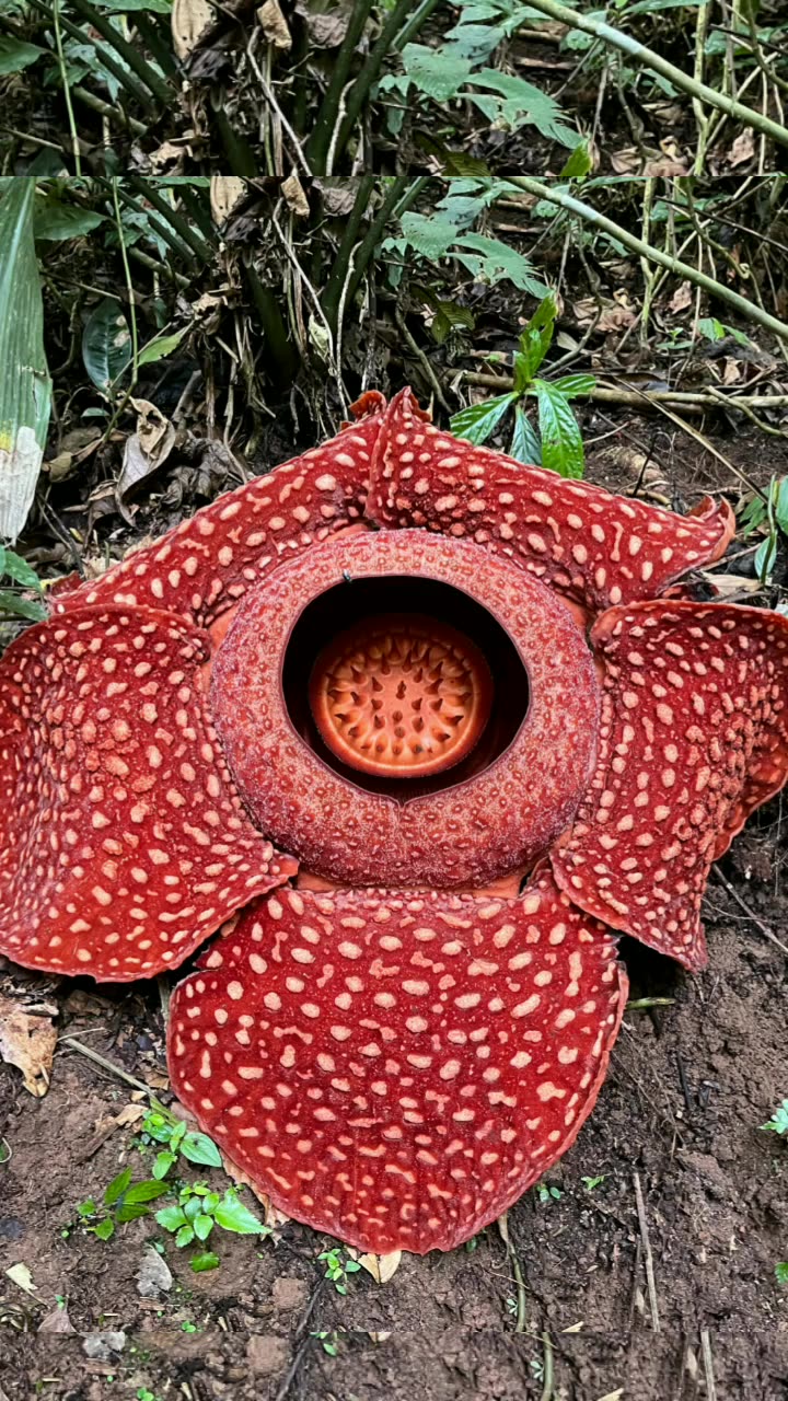 🌎's Largest Flower 🌹🌹🌷 RAFFLESIA ARNOLDII #short