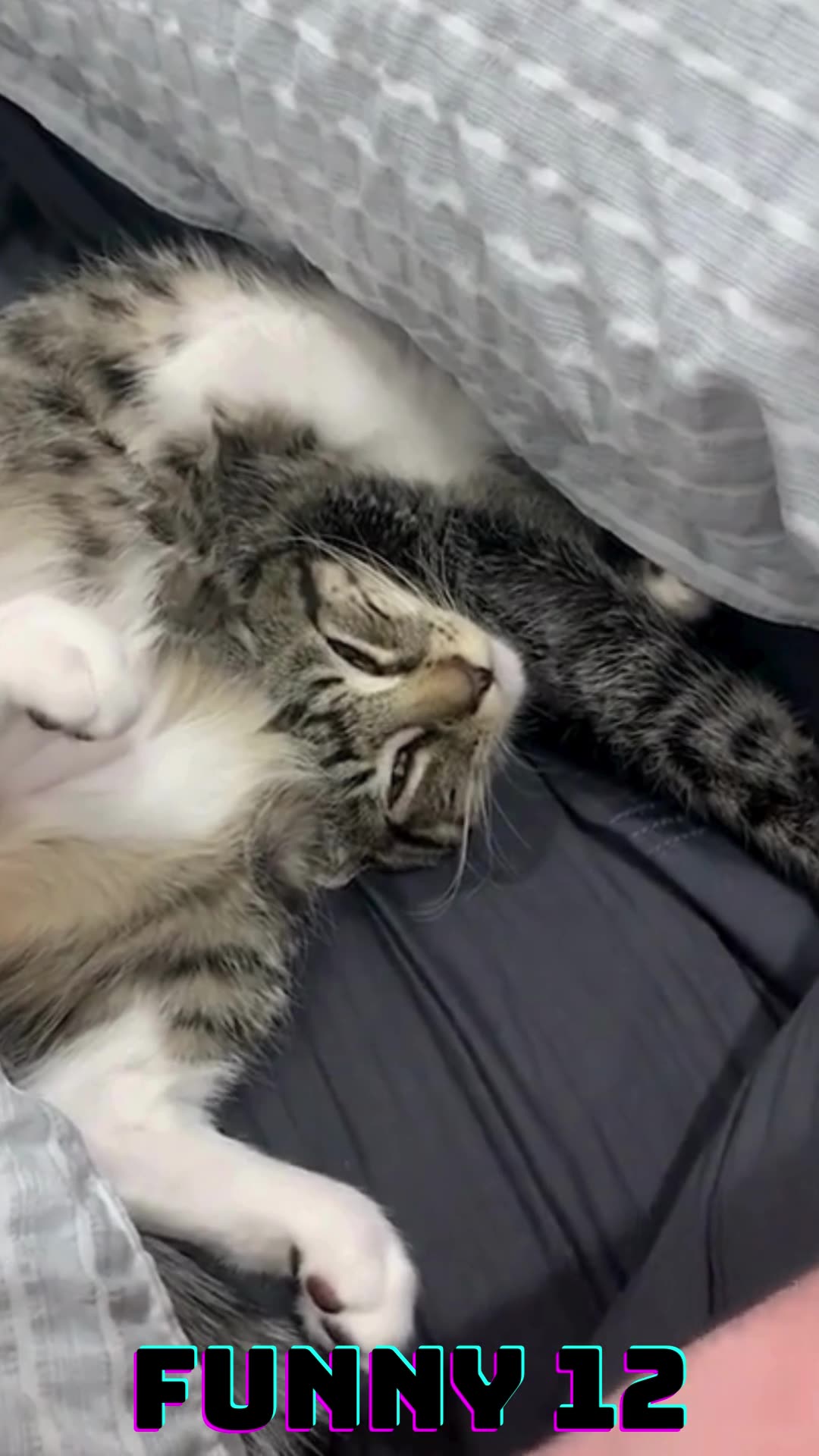 "Meow Madness: Hilarious Cat Moments Caught on Camera" 12