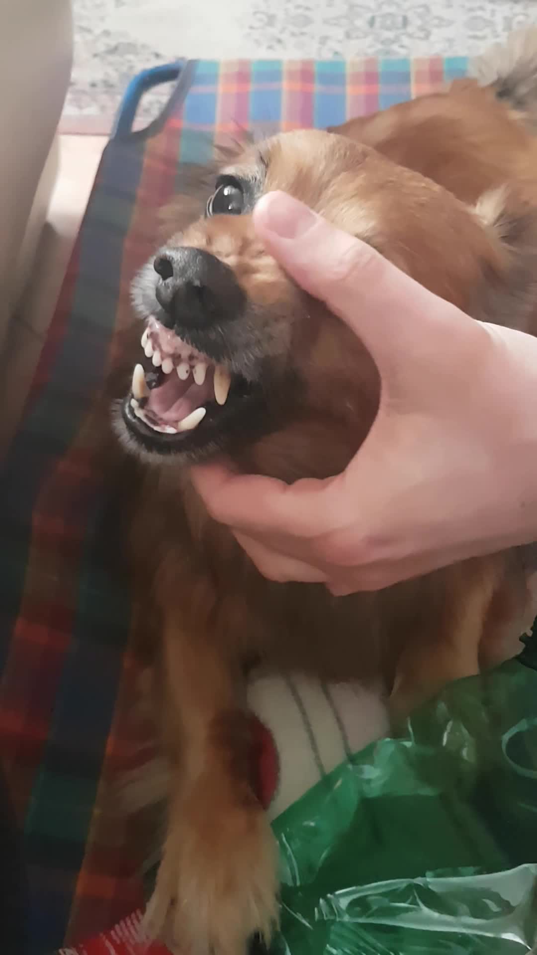 Funny angry la la dog