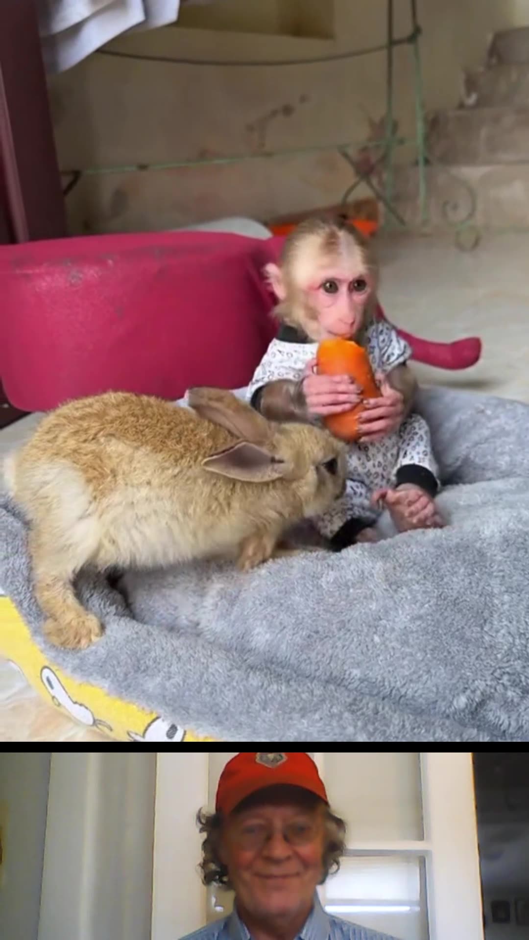 Monkey and Rabbit
