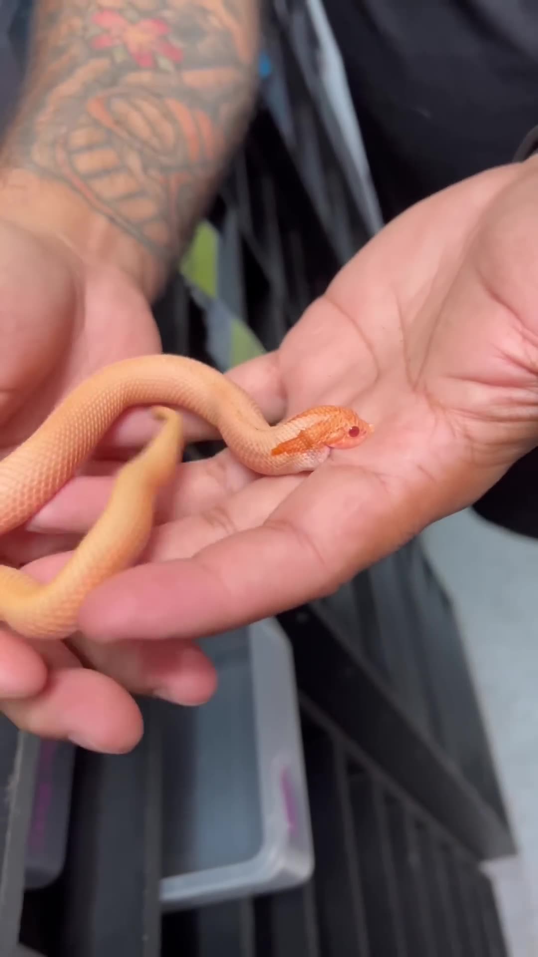 Hognose Snake ! Bite western hognose snake #thatmoment