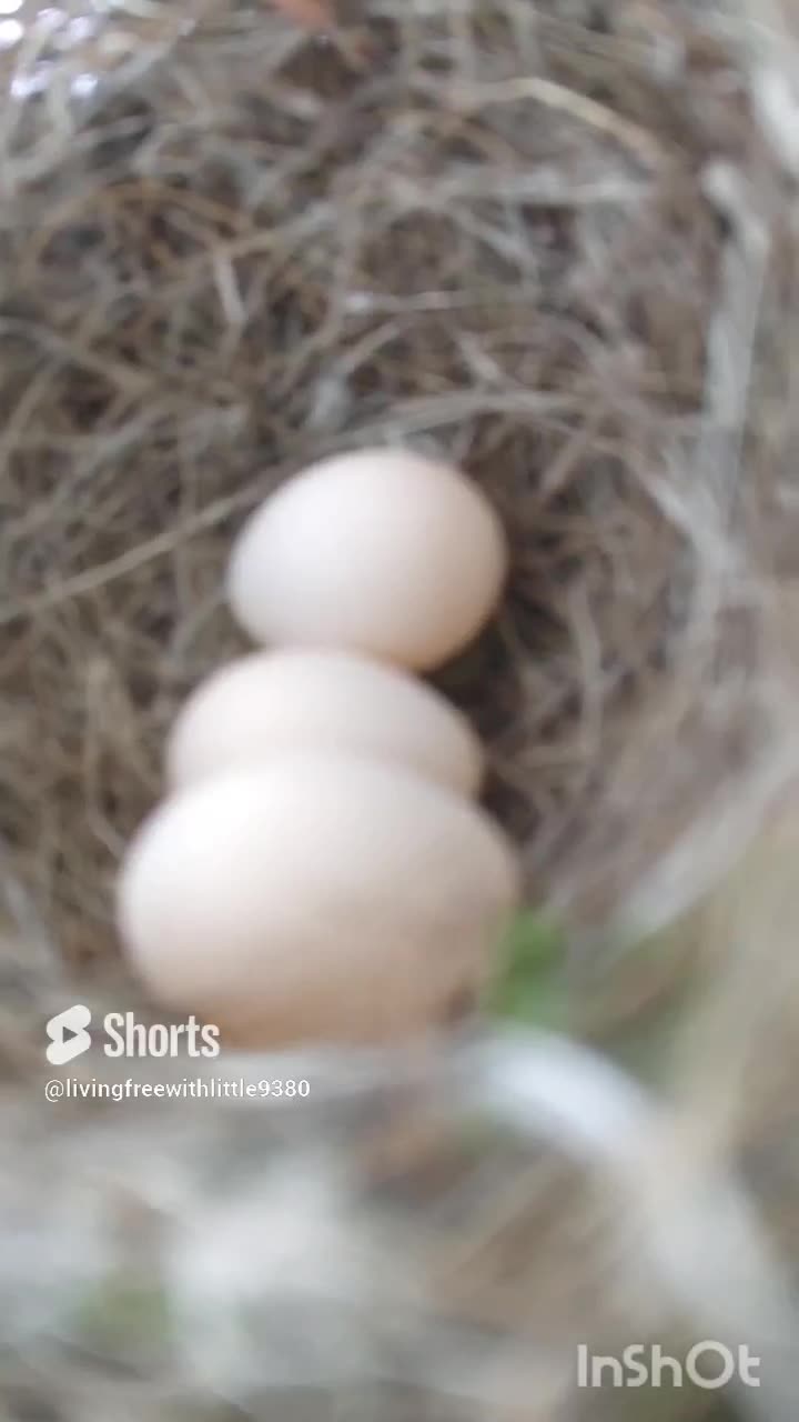 BIRD NEST WITH EGGS
