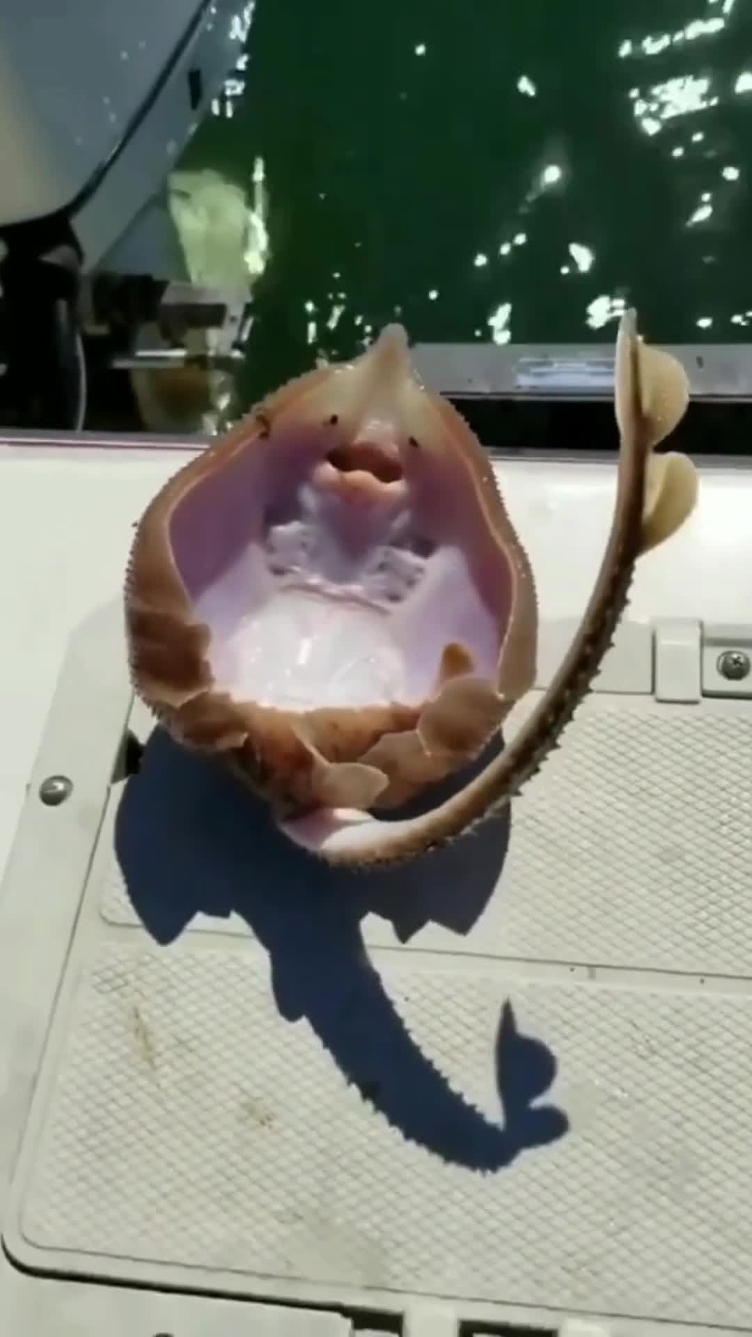 cutest smiling stingray fish
