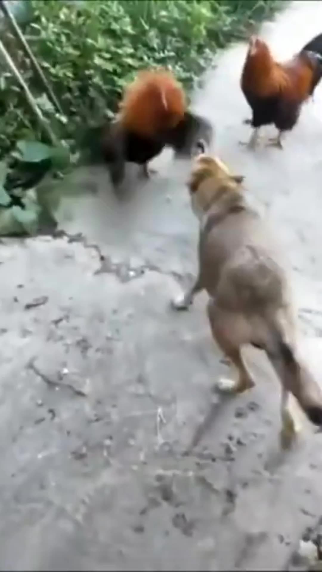 "Rooster vs Dog Funniest Compilation: Feathered Foe Meets Furry Friend!"