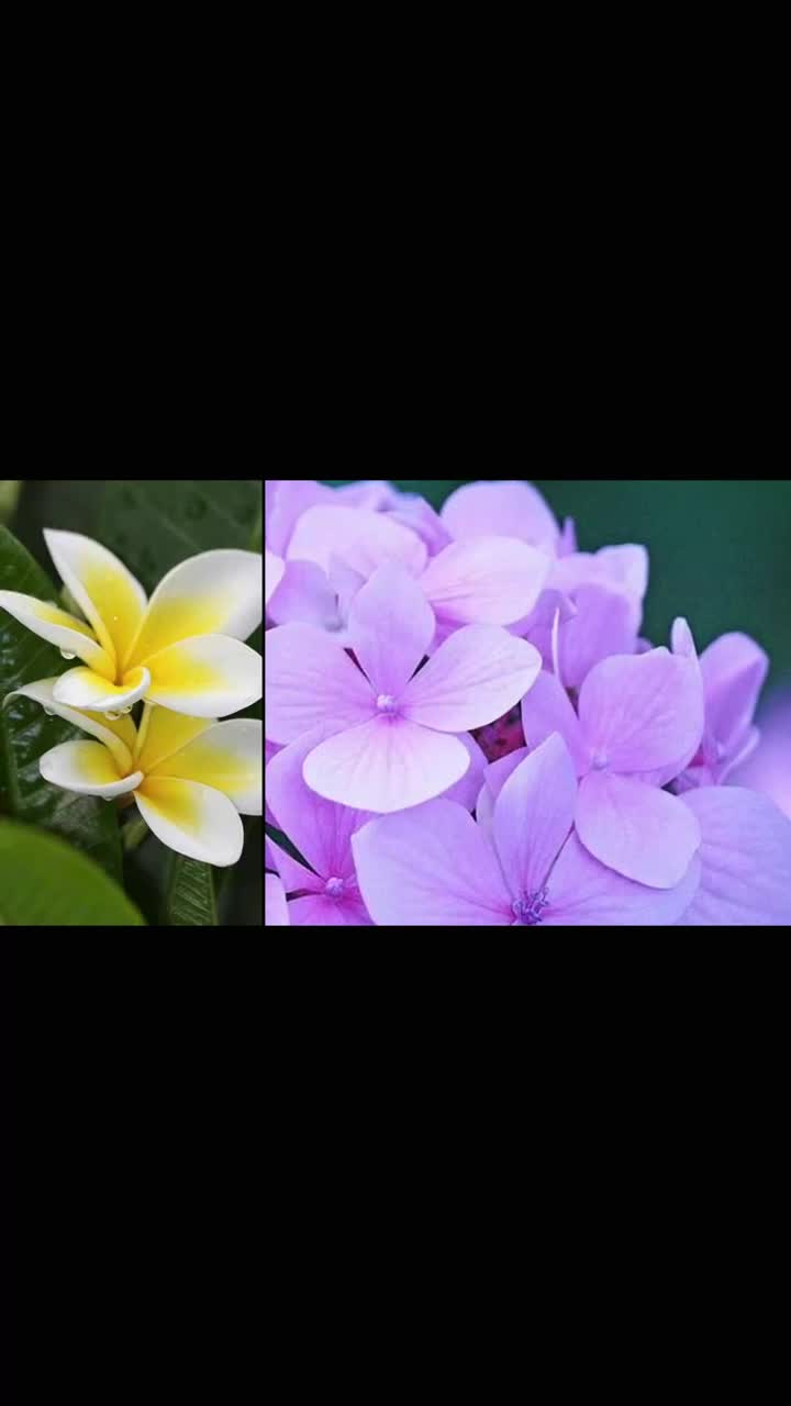 Nature Video Status 4k/ Nature WhatsApp Status 4k Nature Fullscreen ...